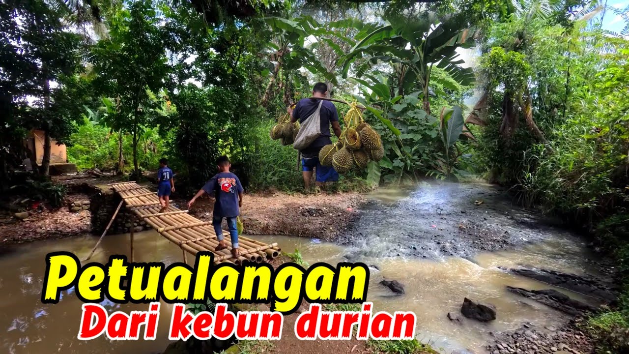 SEMOGA PANJANG UMUR TAHUN DEPAN KITA KESINI LAGI..!! kebun durian ...