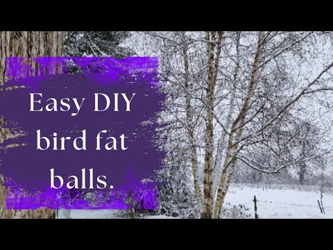 Diy wild bird fat balls. Made with coconut oil, easy, quick and cheap ...