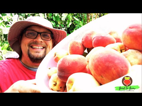 Growing Peaches in Zone 5 | Our First Peach Harvest!