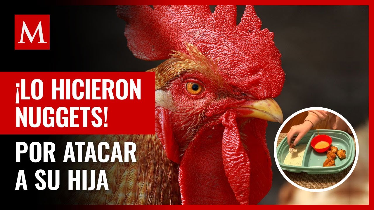 Gallo mascota ataca a niña y madre lo hace nuggets en venganza - YouTube