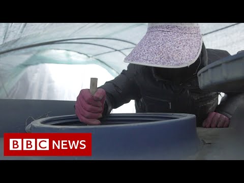 South Korea's 'hidden' migrant workers - BBC News