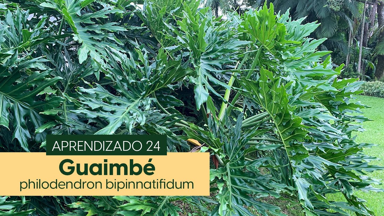 Guaimbé ou Philodendron - Aprendizado 24 - YouTube
