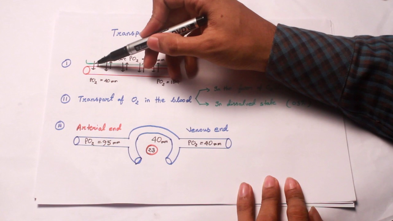 Respiratory system : (respiratory volumes,O2-Hb dissociation curve,O2 ...