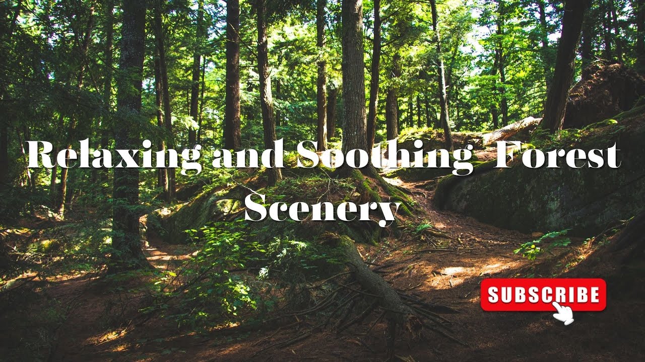 Relaxing and Soothing Forest Scenery | Meditation Video for Sleep - YouTube