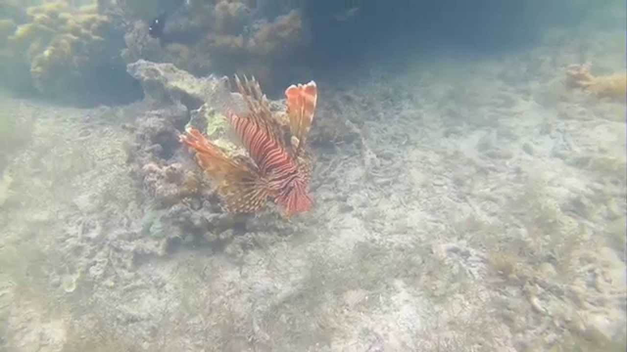 Poisson scorpion Ile Maurice (Flic-en-Flac) - YouTube