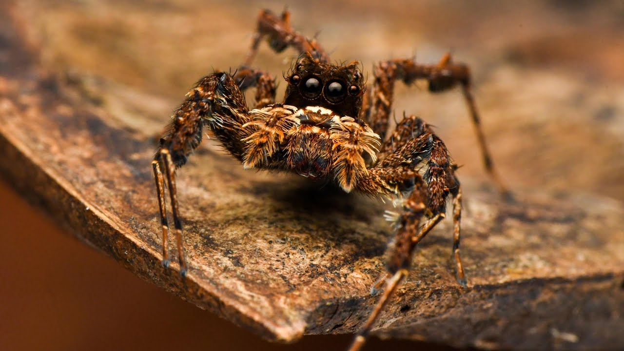 Portia - The world's most intelligent spider (Mini Vlog) - YouTube