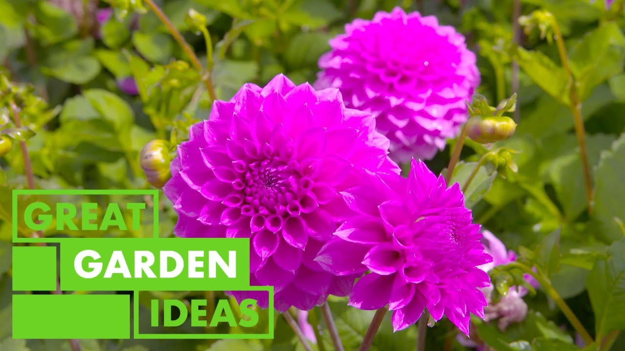 How to Grow DAHLIAS | GARDEN | Great Home Ideas - YouTube