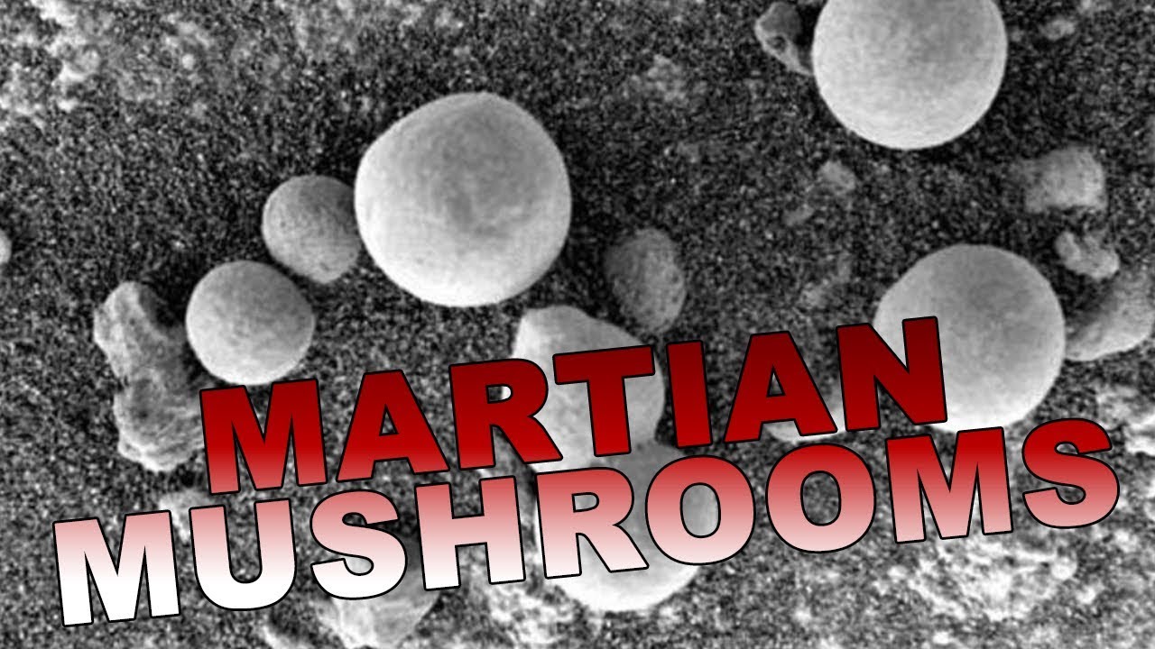 Scientists Discover Mushrooms Growing On Mars! - YouTube