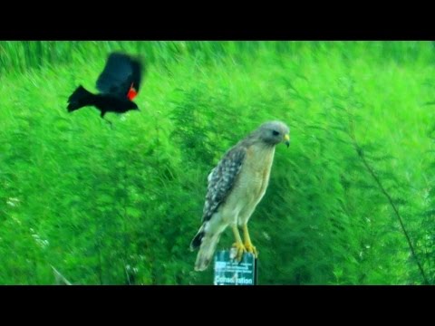 Red Winged Black Bird Attacks Red Shouldered Hawk - YouTube