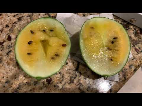 Lemon Drop Watermelon, Great Flavor Even When Underripe! - YouTube
