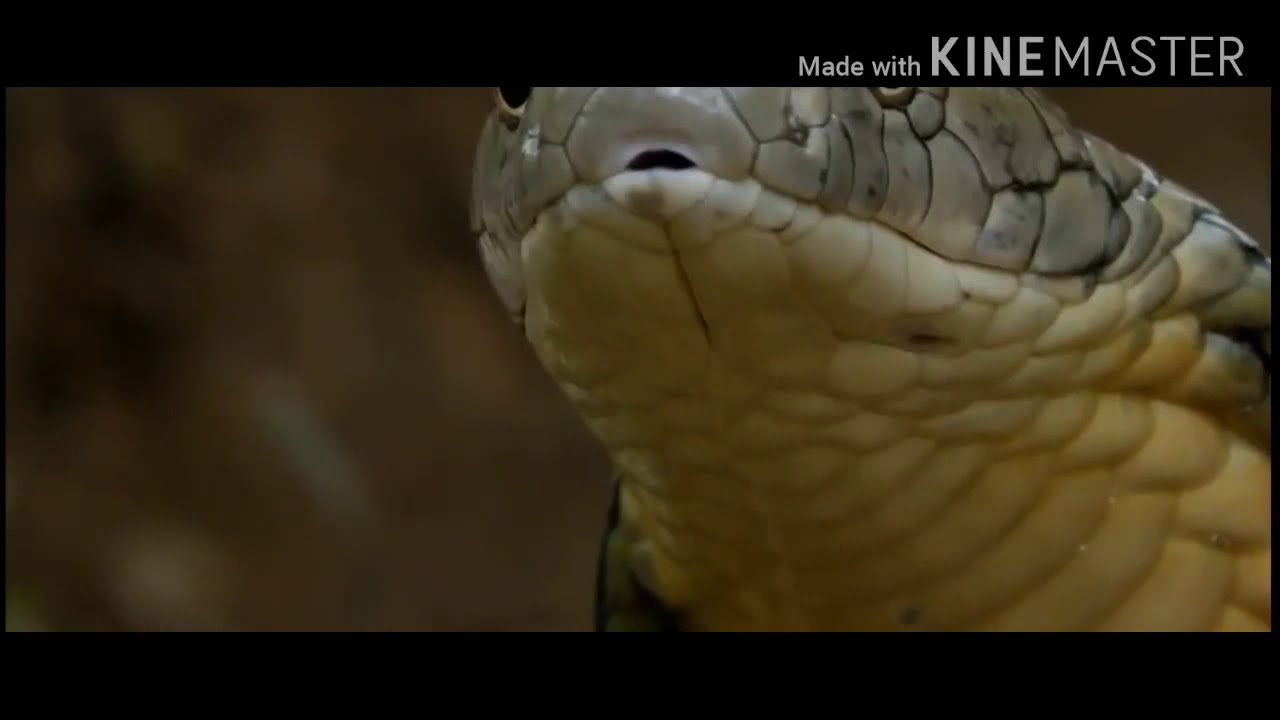 King Cobra hunting 🐍 Why it is called Ophiophagus? - YouTube