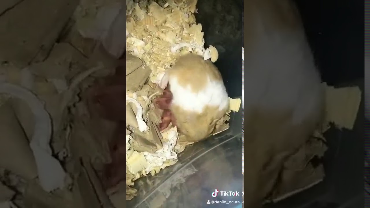 Viral hámster Tik Tok !!!! - YouTube