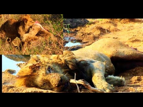 FATAL Last Moments Of A Lion's Life! Cannibalistic Lions Eating The Dead Lion! Kruger National ...