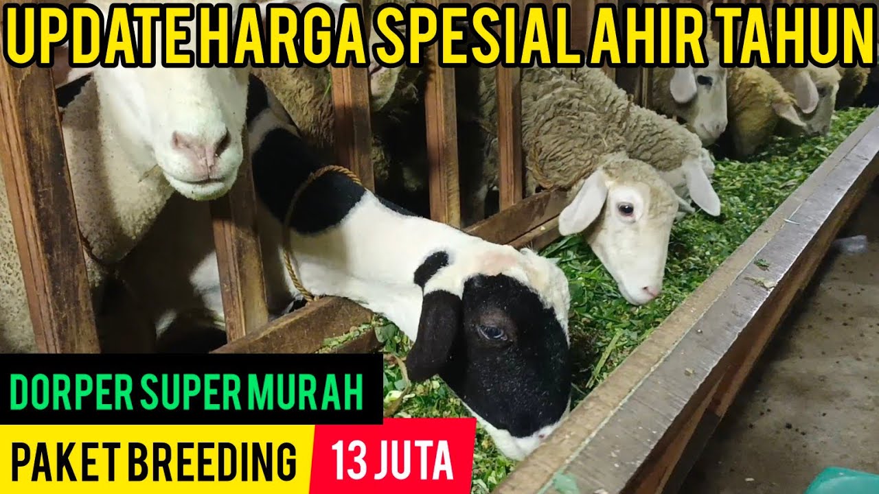 UPDATE HARGA KAMBING DOMDA DORPER,DOMBOS DAN MERINO SPESIAL AHIR TAHUN ...