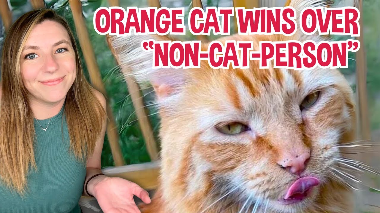 Orange cat chooses man who claims to be "not a cat person" - now they ...