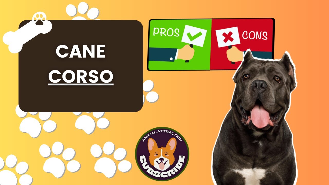 Cane Corso: The Pros & Cons of Owning One - YouTube