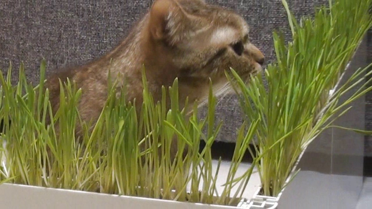 Cats FUNNY british cat hedge animal planet - YouTube