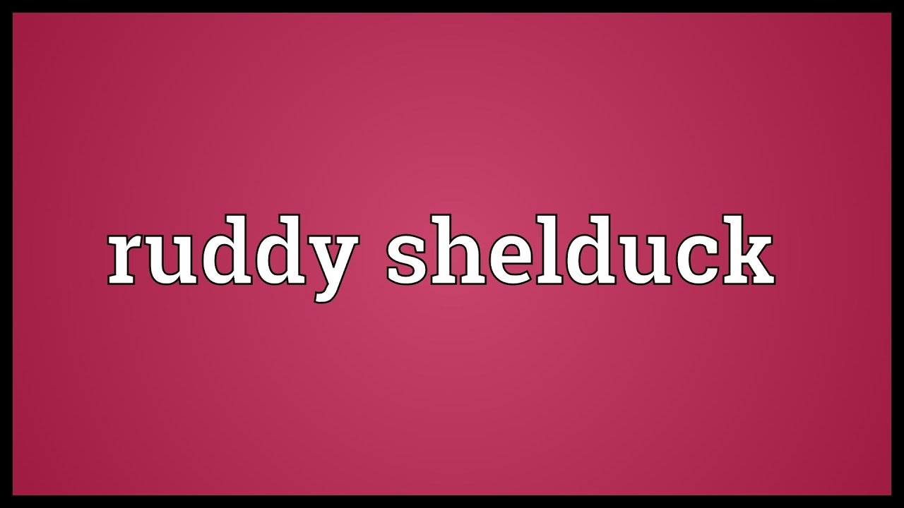 Ruddy shelduck Meaning - YouTube