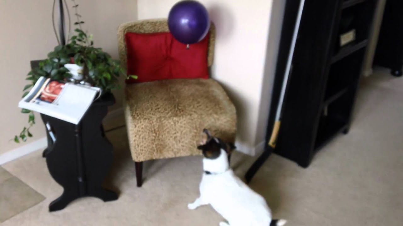 Kona Luvs Balloons! - YouTube