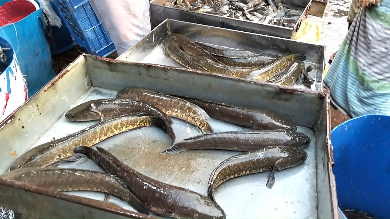 Fresh & Local Fish Wholesale Market | Carp, Catfish, River Fish & More ...