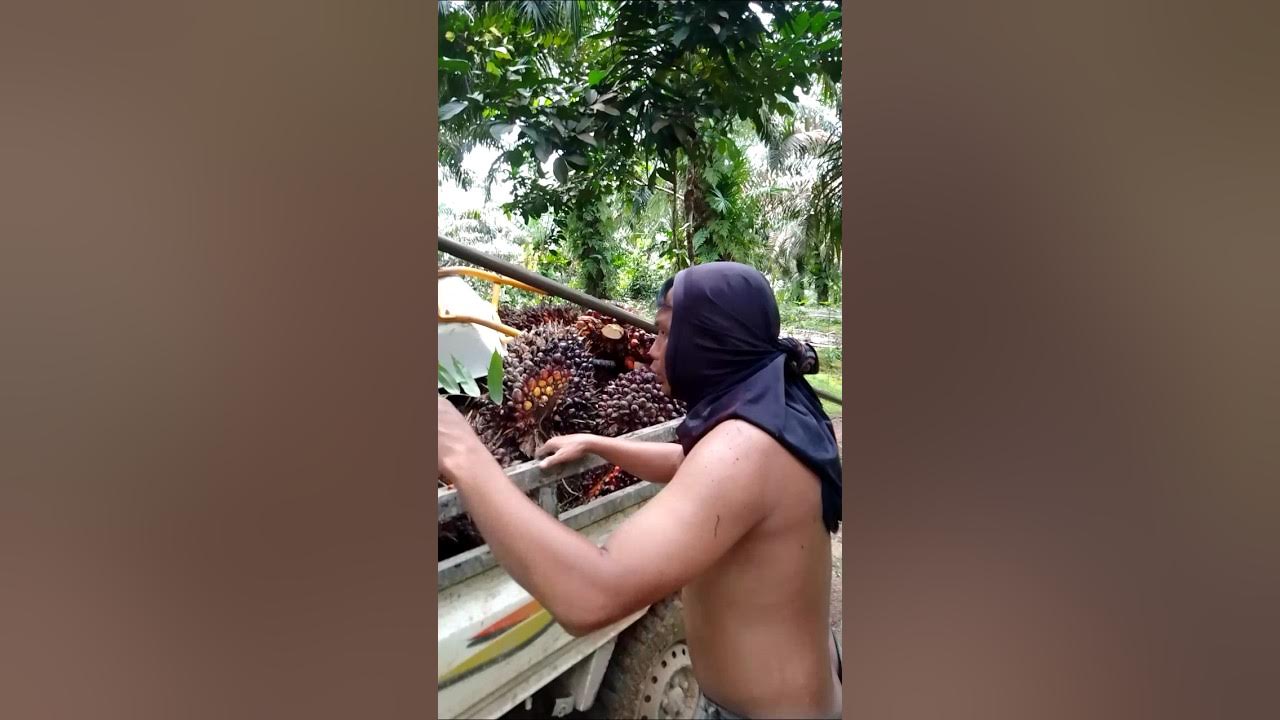 NINJA SAWIT...!!! #shorts - YouTube