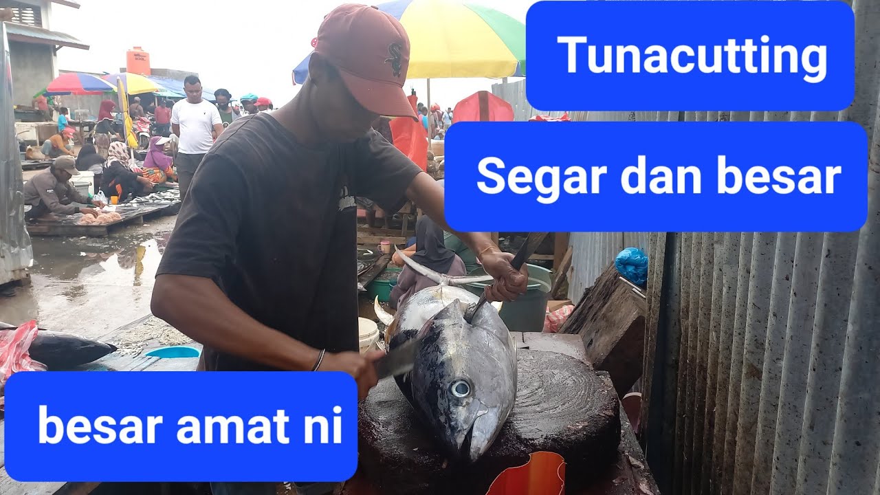 Potong Tuna Super Segar Keterampilan Potong Ikan Tuna Besar