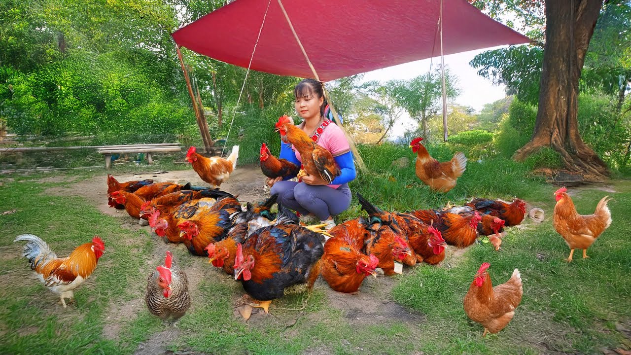Raising, Harvesting, and Selling Chickens – Rural Farming Life with ...