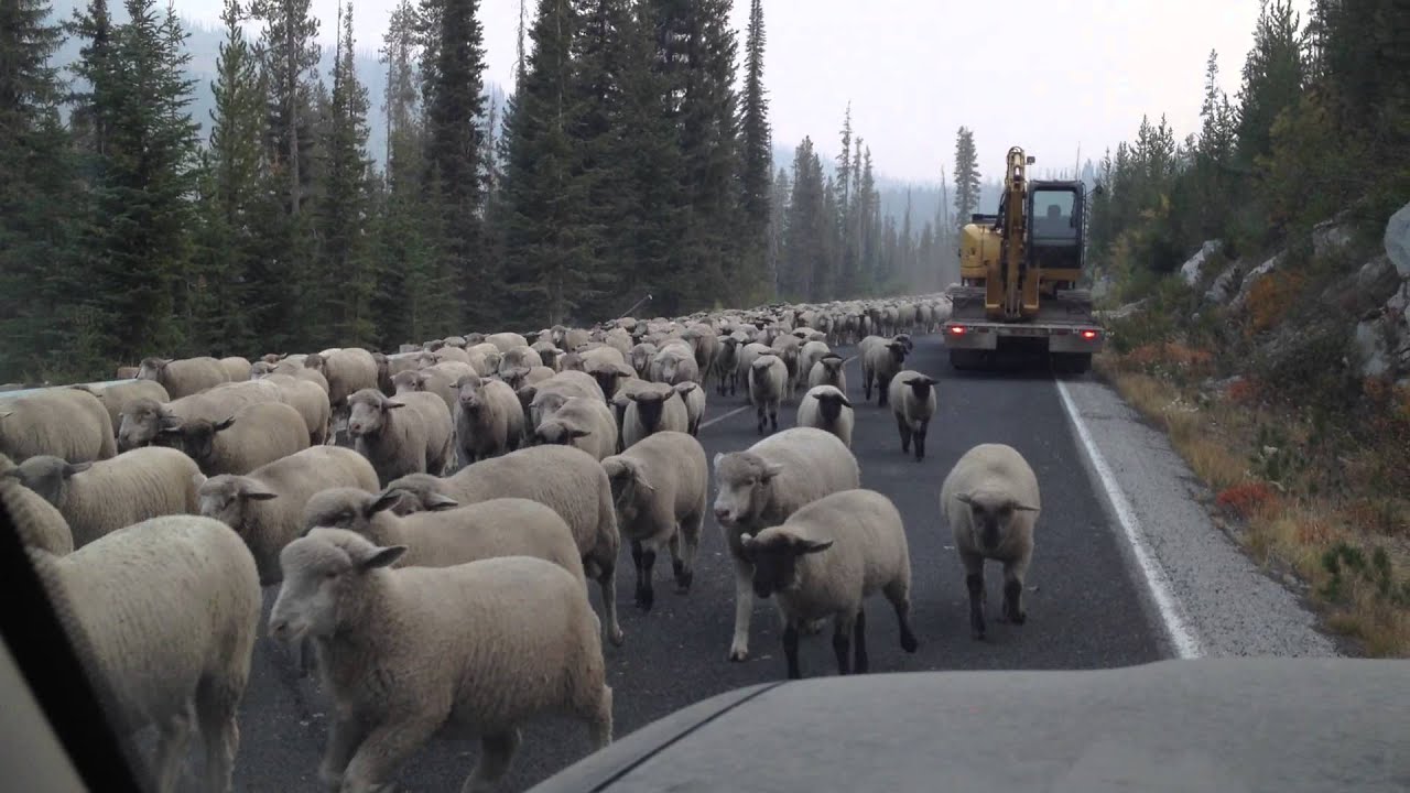 Lots of Sheep - YouTube