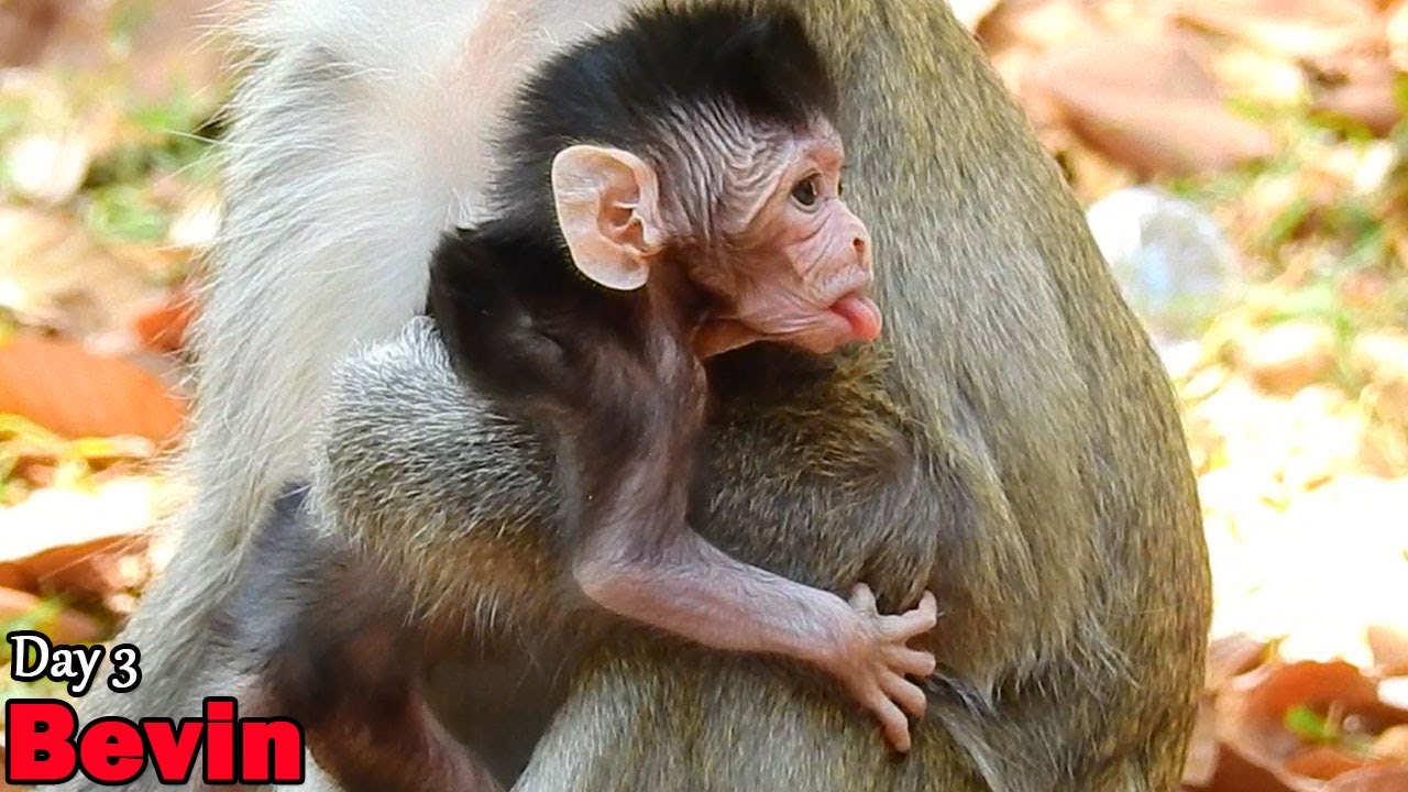 Newborn baby Bevin more cute, Good healthy and has activity from day by ...