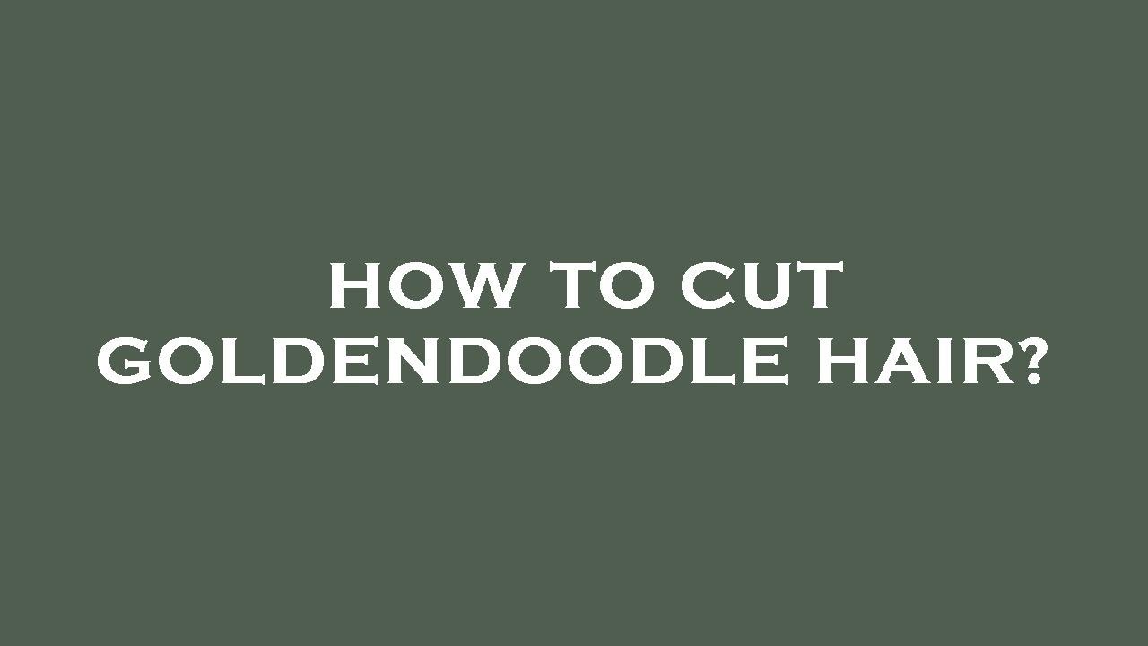 How to cut goldendoodle hair? - YouTube