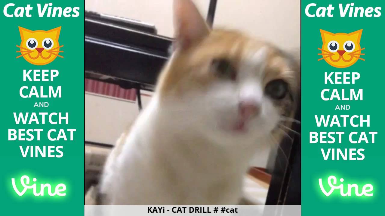 Funniest Cat Vines #91 - Updated September 2nd, 2015 - YouTube