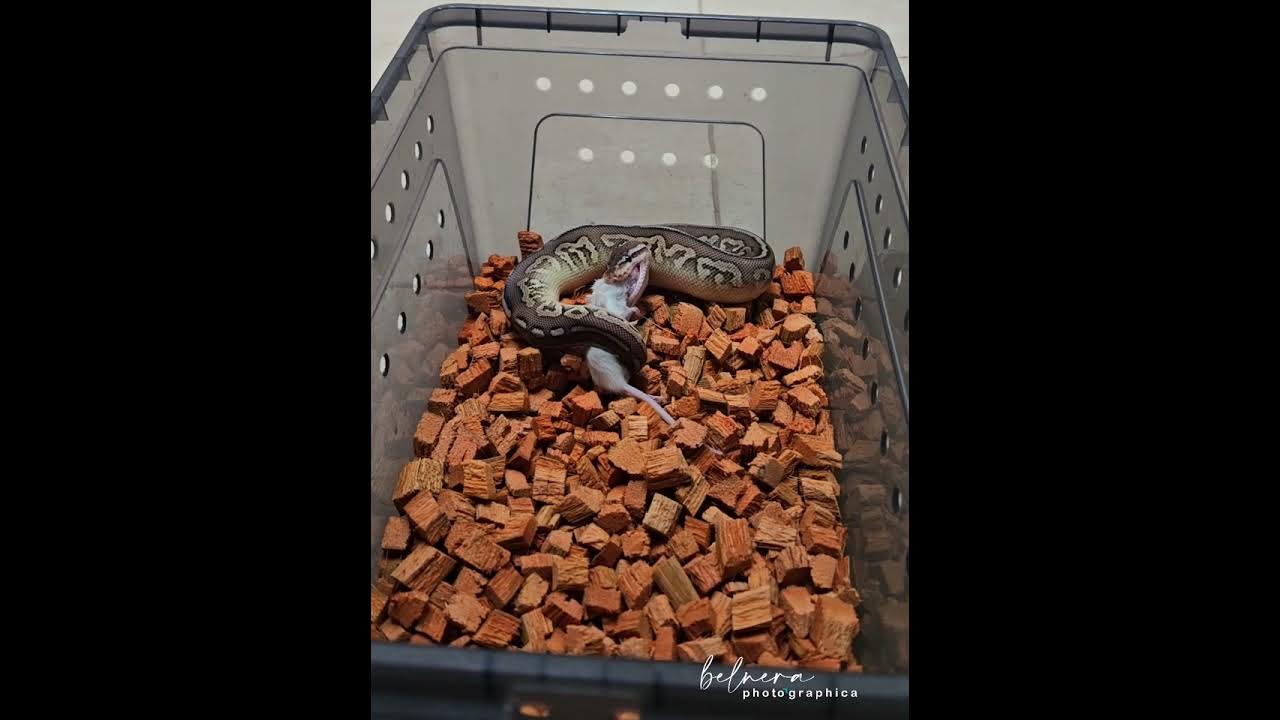 Ball Python *Live Feeding* Cinnamon 06 May 2024 - YouTube