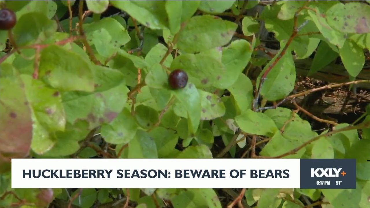 Huckleberry season: Beware of bears - YouTube