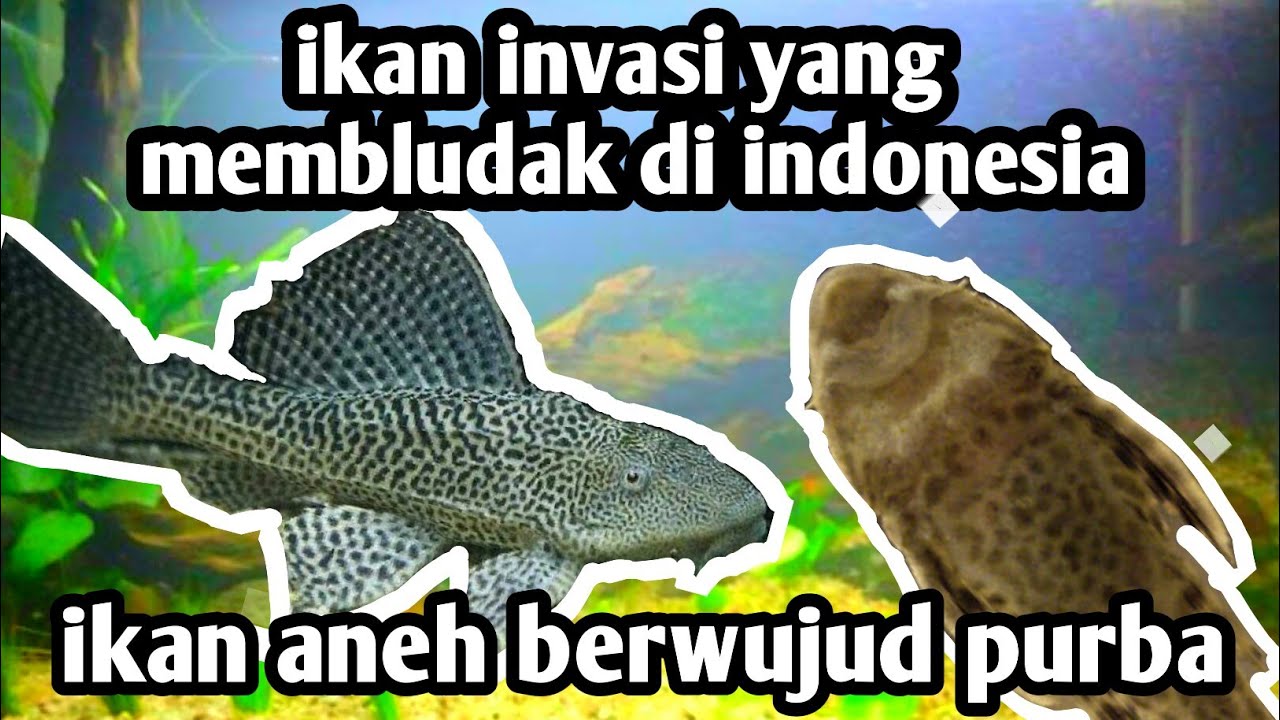 MENGENAL IKAN SAPU SAPU ｜ IKAN PLECO - YouTube