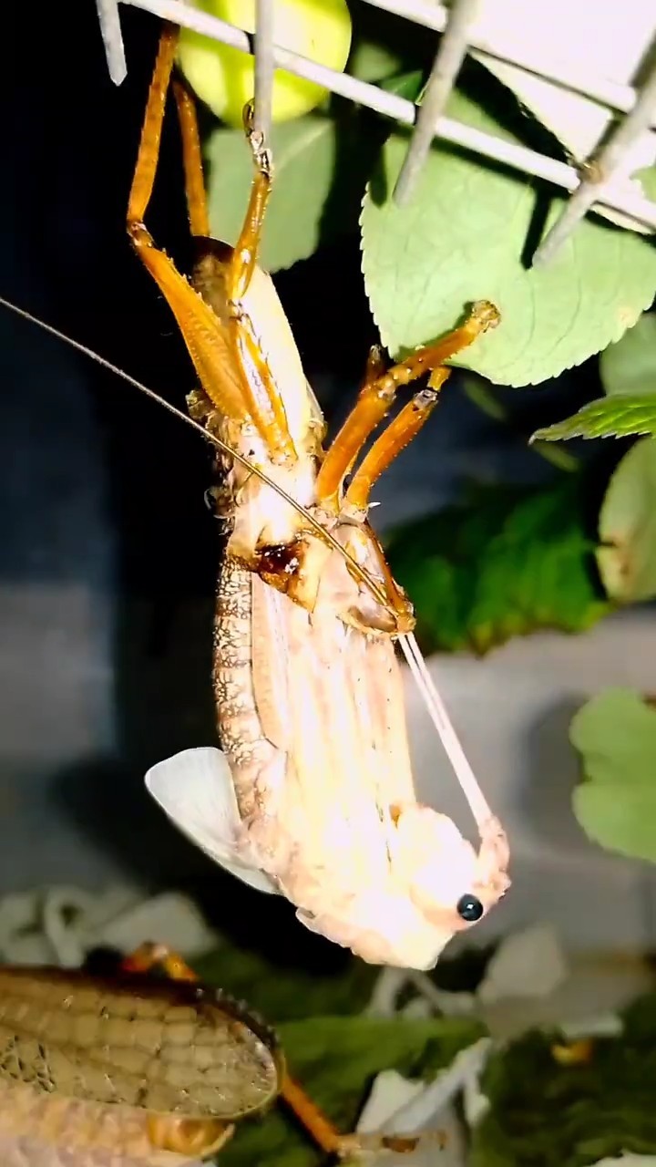 Katydid molting (Nesonotus reticulatus) #insects - YouTube
