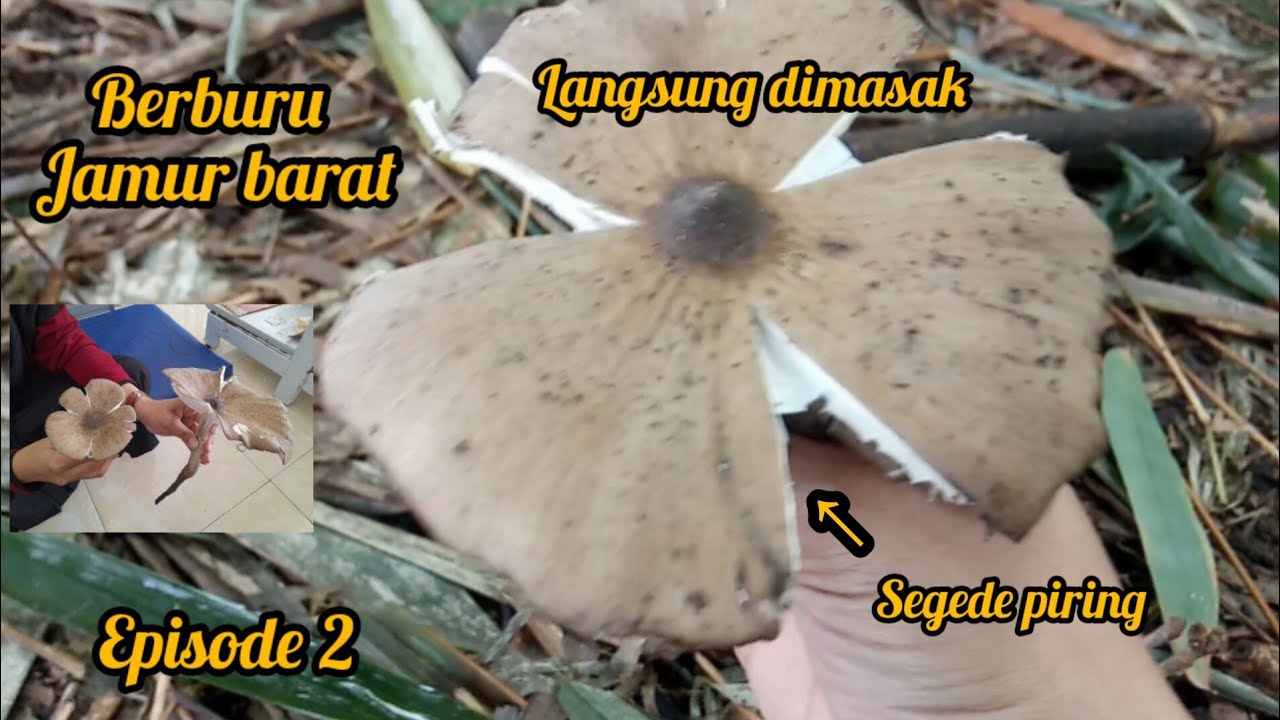 PANEN JAMUR BARAT/SUUNG UKURAN JUMBO JAMURNYA LANGSUNG DIMASAK 😋 ...