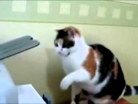 Mad Cat Attacks Fax Machine - Get's PC Load Letter (Office Space) - YouTube