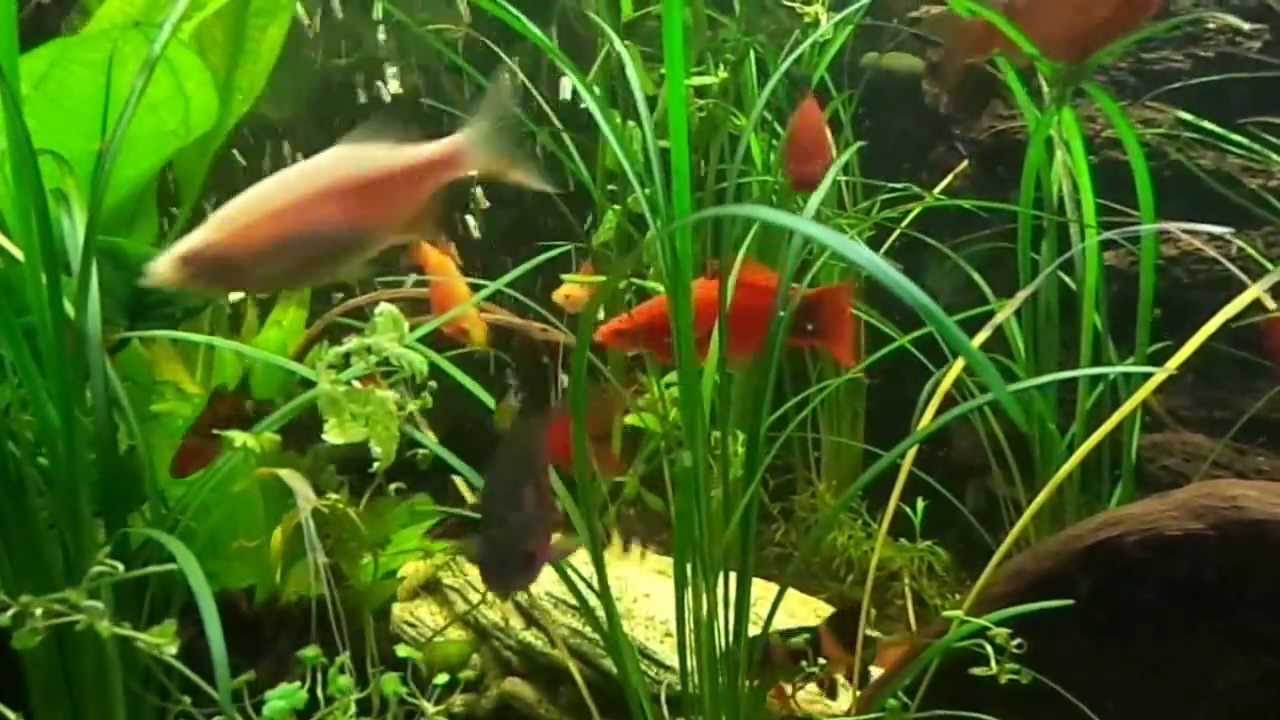 75 Gallon Planted Aquarium - Red Tail Shark, Rainbow Shark, Clown Loach ...