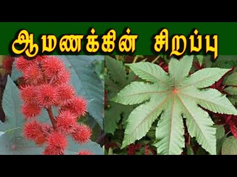 Ricinus communis/ ஆமனக்கின் வைத்தியமுறைகள்/Amanakku medicine - YouTube