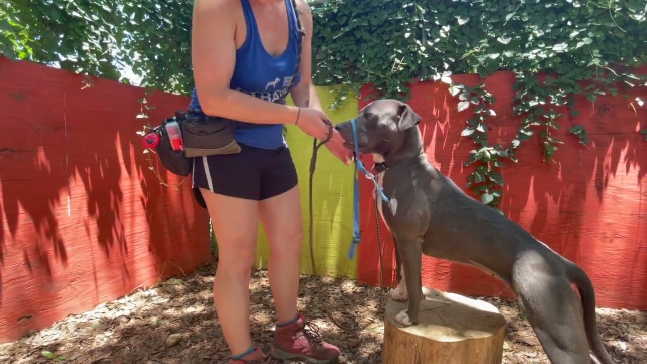 5 How to Attach a Gentle Leader - YouTube