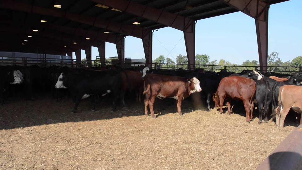 Rebuilding the Beef Herd Program - YouTube