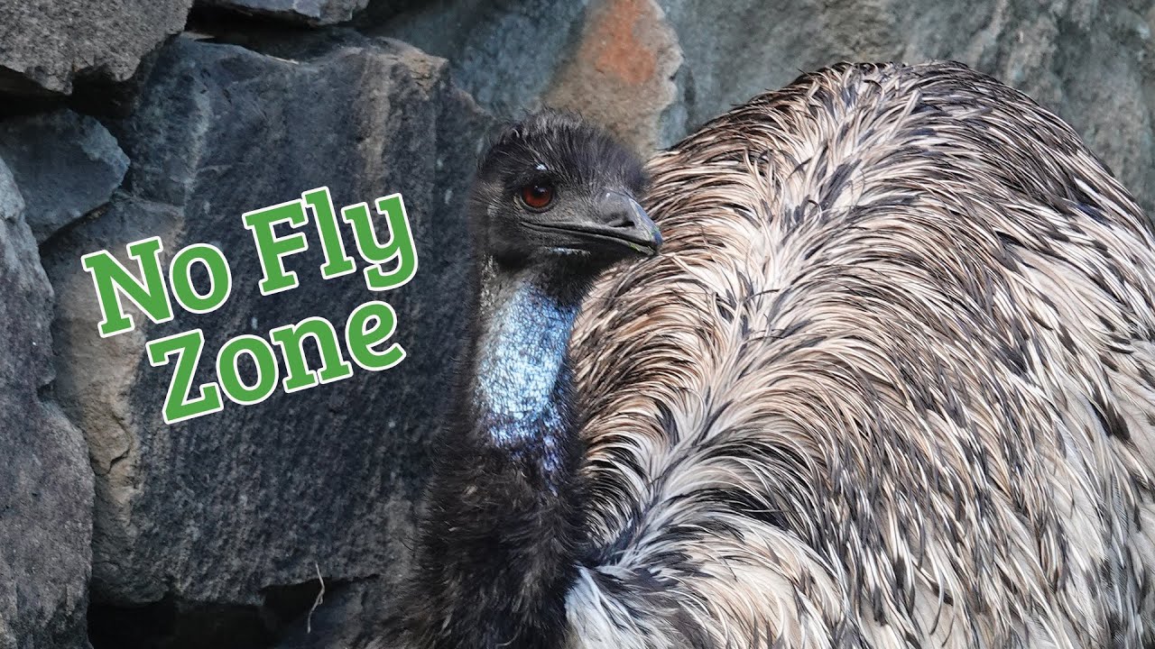 Emus Are Birds, But Here's Why They Can't Fly - YouTube