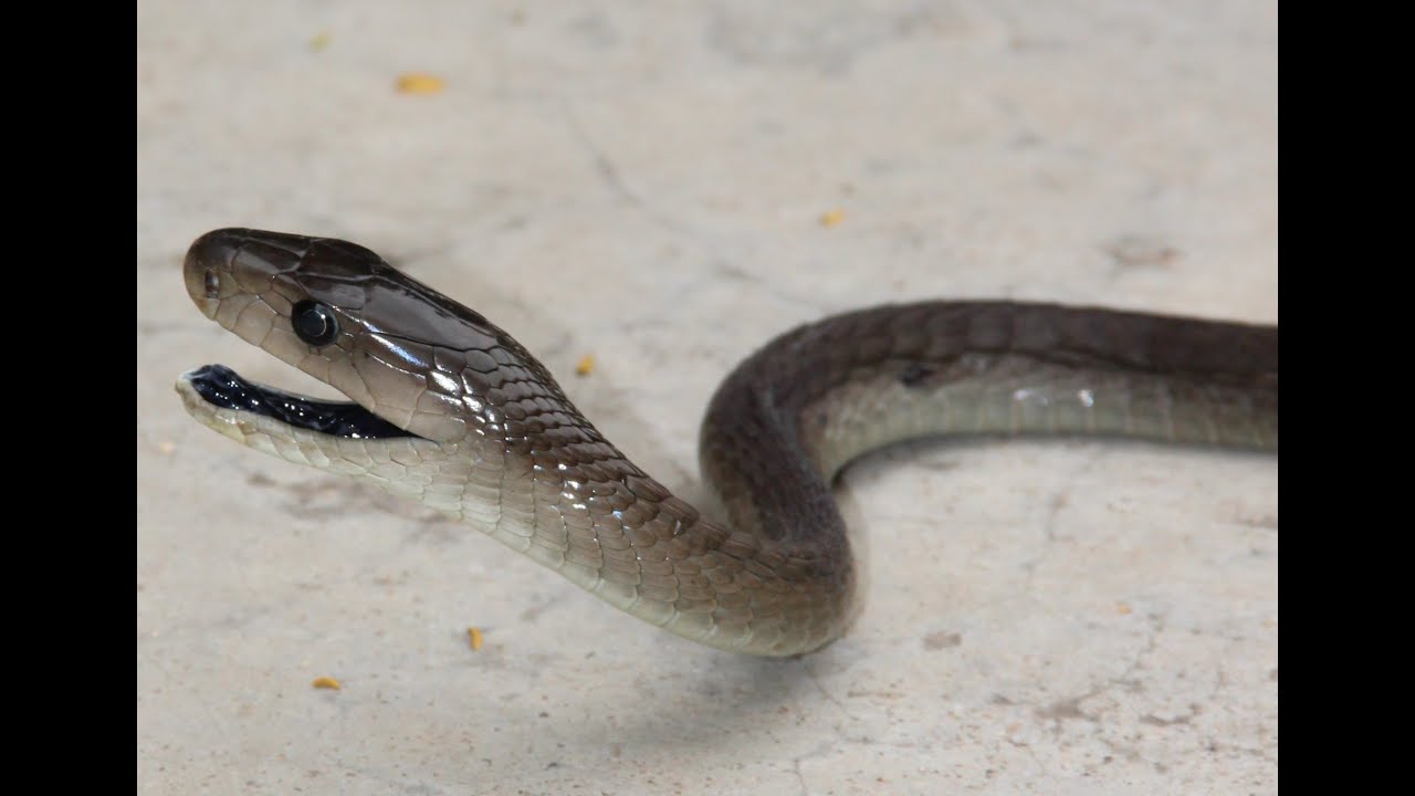 Chris Wilken handled the Puff adder, Black Mamba, Boomslang, Indian ...