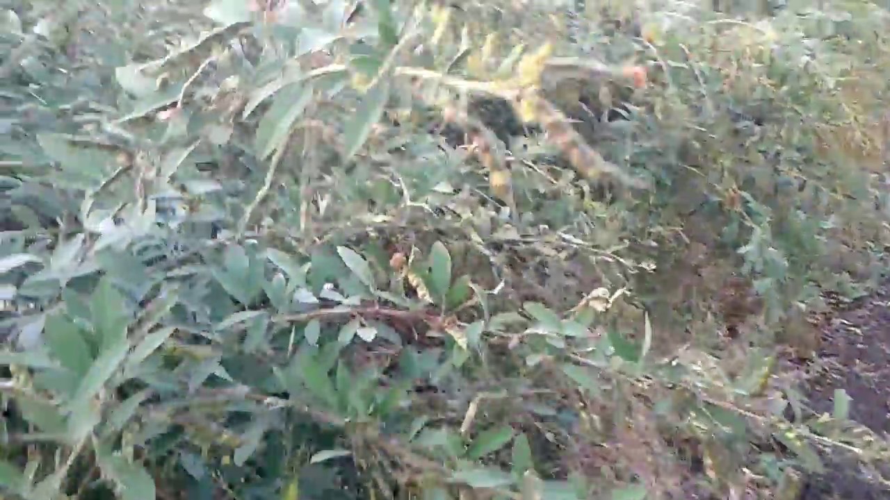 ZERO BUDGET ARHAR CROP CULTIVATION - YouTube