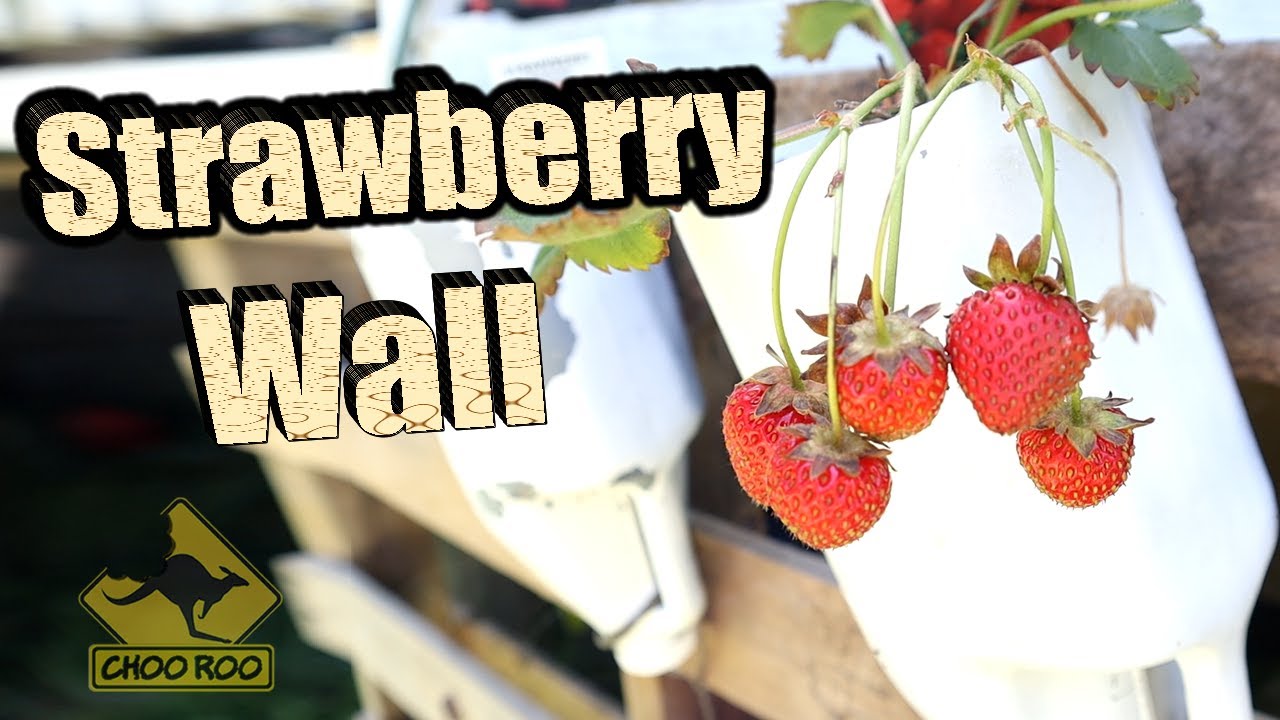 Wall mounted vertical growing containers - easy DIY strawberries - YouTube