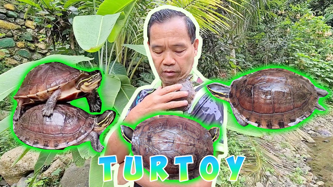 Malayan Box Turtle