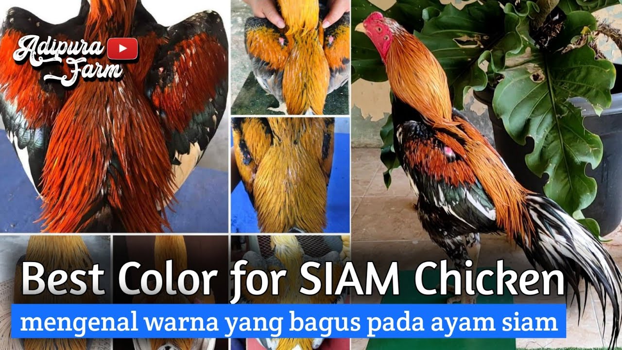 Mengenali Warna Ayam Siam yang Bagus - YouTube