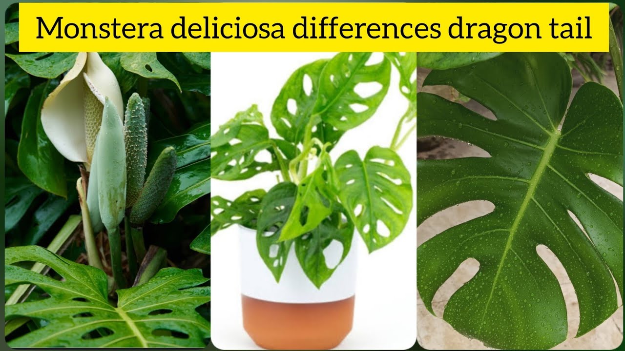 Monstera deliciosa | dragon tail | Swiss cheese plant care //Grow green ...