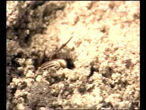 Insectia (2-3) - YouTube
