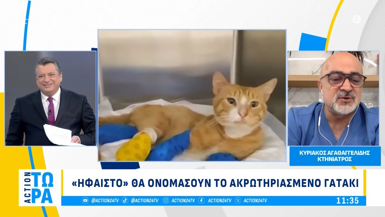Κτηνωδία στη Θεσσαλονίκη: Τι λέει για τον ακρωτηριασμό γάτου ο ...